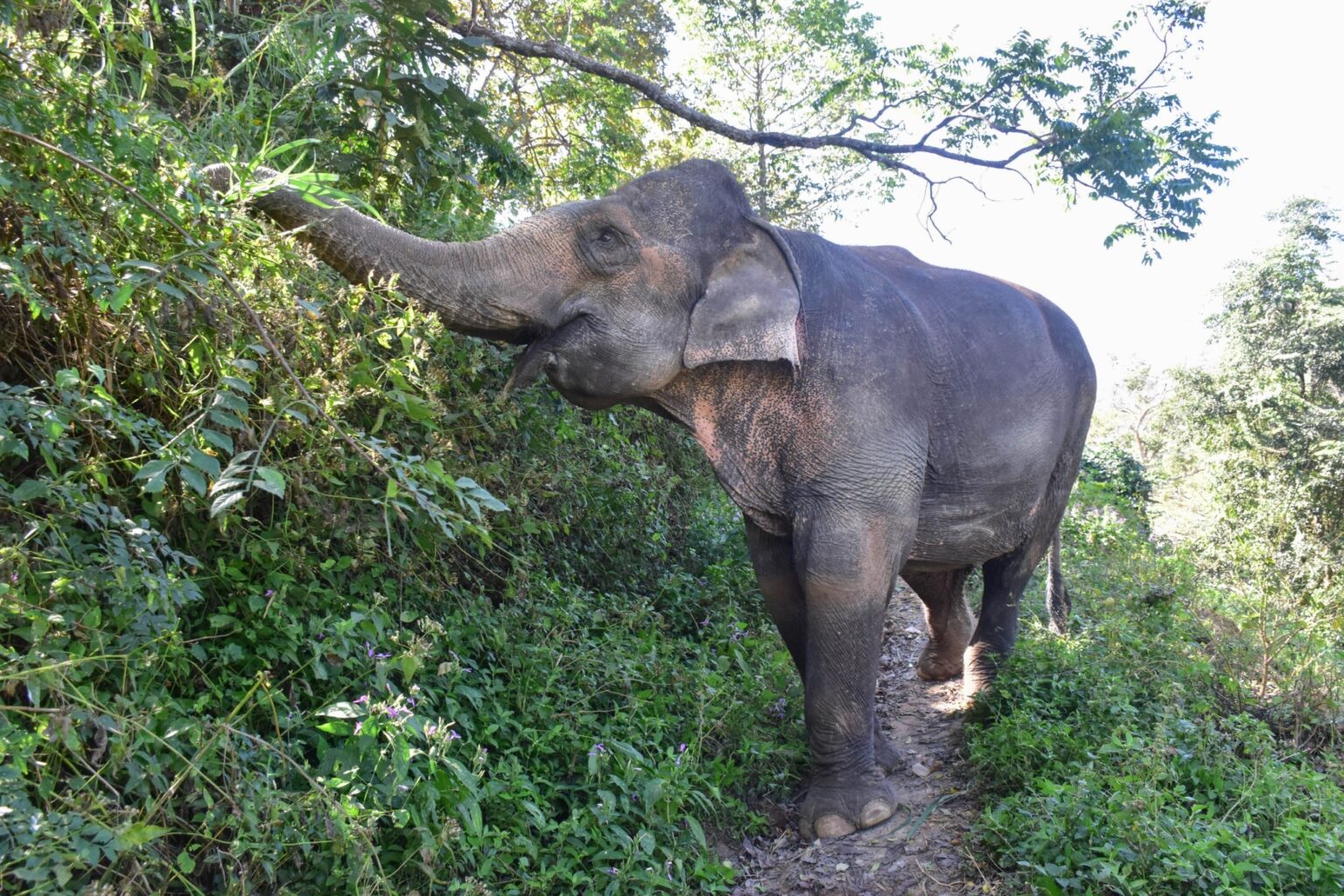 Boonma - MAE SA ELEPHANT CAMP